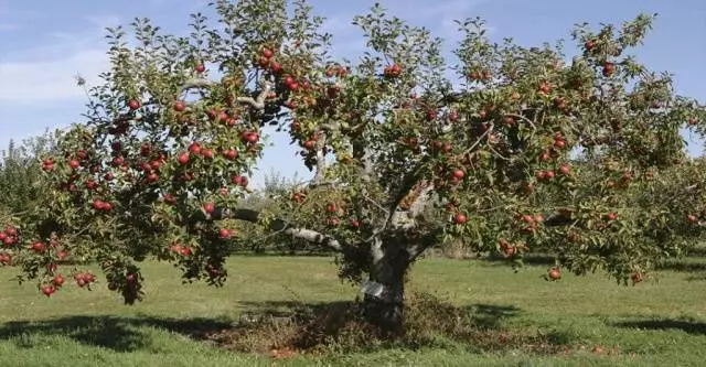 Tailler les arbres fruitiers au printemps 12861_12