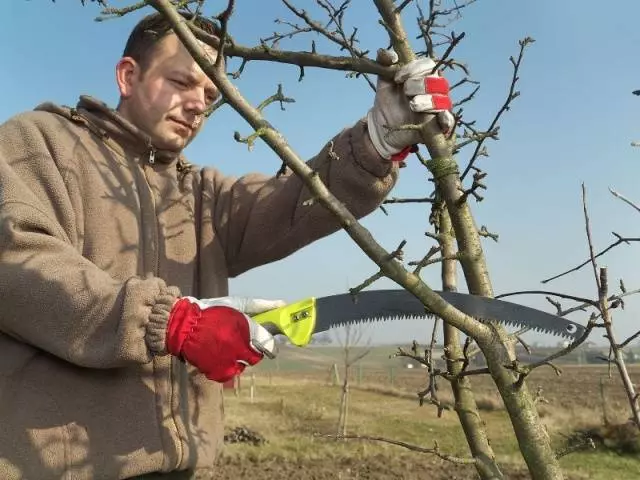 Pruning fruit trees in spring 12861_3