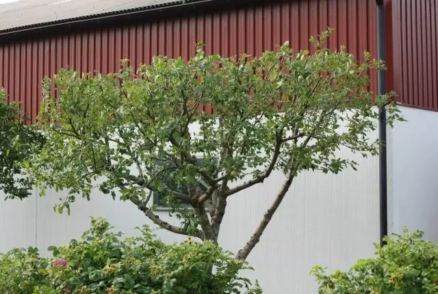 Pruning fruit trees in spring 12861_4