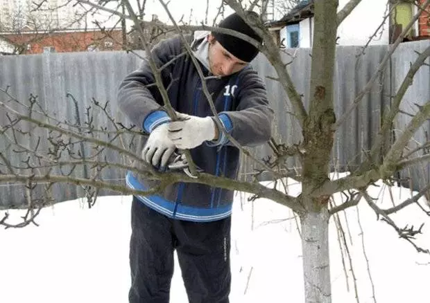 Pruning fruit trees in spring 12861_6