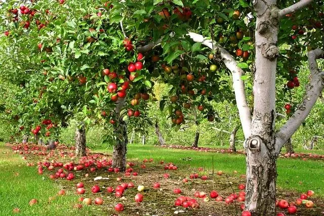 Kupanda miti ya apple katika msimu wa Urals 12885_1