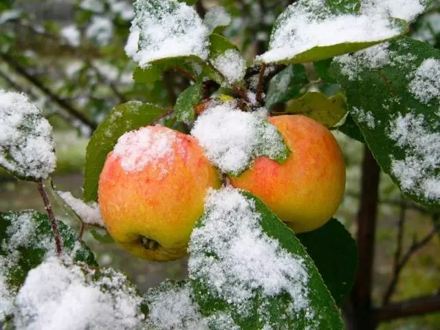 ການປູກຕົ້ນappleາກໂປມໃນລະດູໃບໄມ້ຫຼົ່ນຢູ່ໃນເຂດ Urals 12885_2