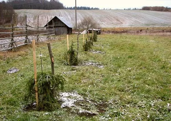 Kupanda miti ya apple katika msimu wa Urals 12885_5