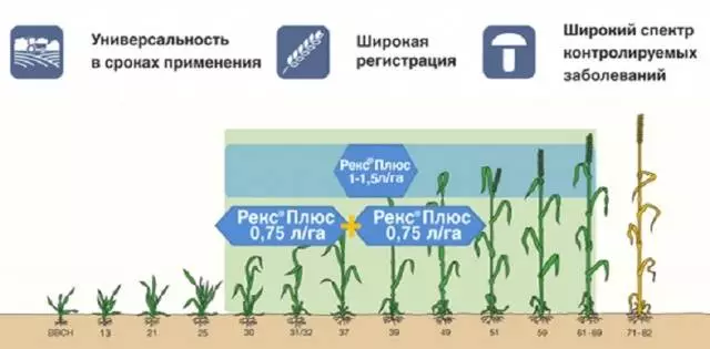 Fungicide Rex Duo: ការណែនាំសម្រាប់ការប្រើប្រាស់ការពិនិត្យ 12897_3