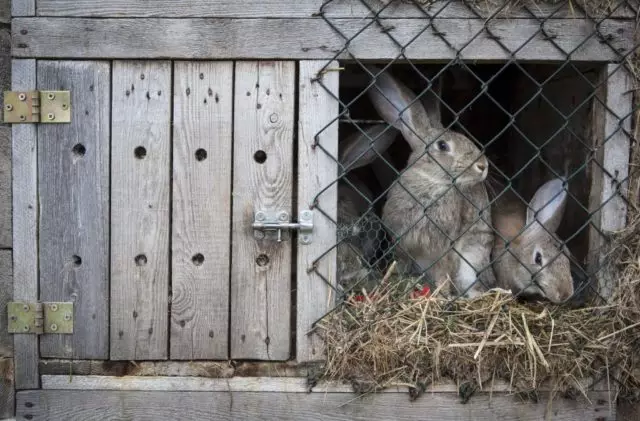 Kaninchen Dünger als Dünger: Virdeeler a Schued, wéi ze benotzen fir Indoor Planzen, Blummen 12898_1