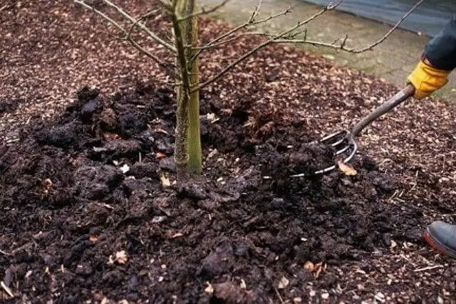 Kaninchen Dünger als Dünger: Virdeeler a Schued, wéi ze benotzen fir Indoor Planzen, Blummen 12898_13