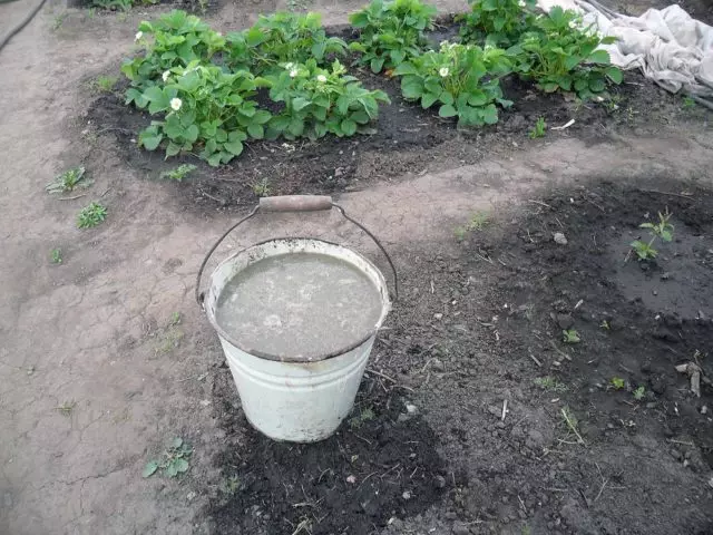 Kaninchen Dünger als Dünger: Virdeeler a Schued, wéi ze benotzen fir Indoor Planzen, Blummen 12898_6