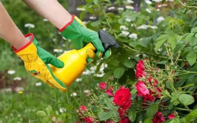 Toppdressing av roser under blomstring om sommeren: i juni, juli, på landet, med gjødsel, aske 12910_2