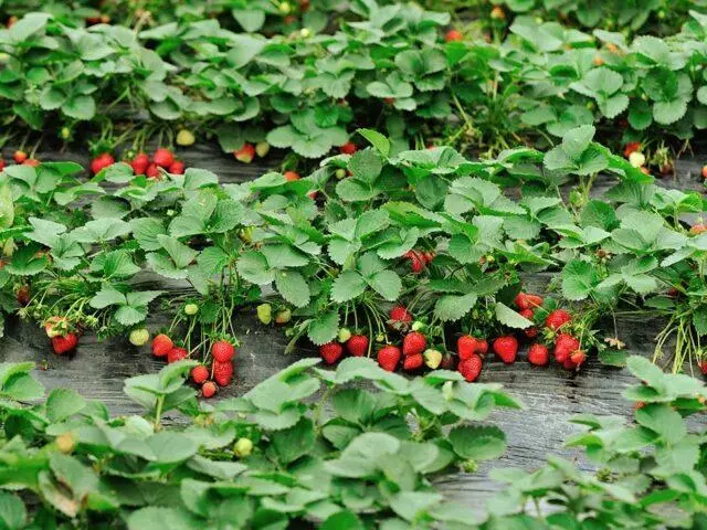 Vallar mula sa larvae ng May beetle: mga tagubilin, pamamaraan ng aplikasyon, mga pagsusuri 12911_4