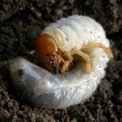 Vallar mula sa larvae ng May beetle: mga tagubilin, pamamaraan ng aplikasyon, mga pagsusuri 12911_7