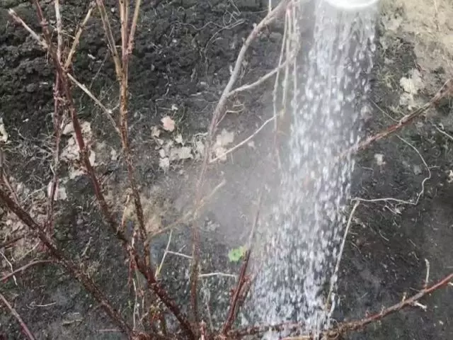 Kailan ibubuhos ang kumukulong tubig sa mga currant at gooseberry sa tagsibol: bakit ibuhos, kung paano magproseso 12935_1