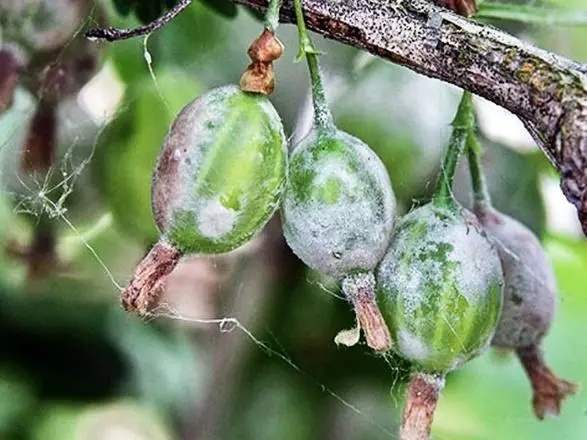 Кай дар баҳор оби ҷӯшон болои карам ва gooseberries рехта мешавад: чаро рехт, чӣ тавр коркард 12935_2