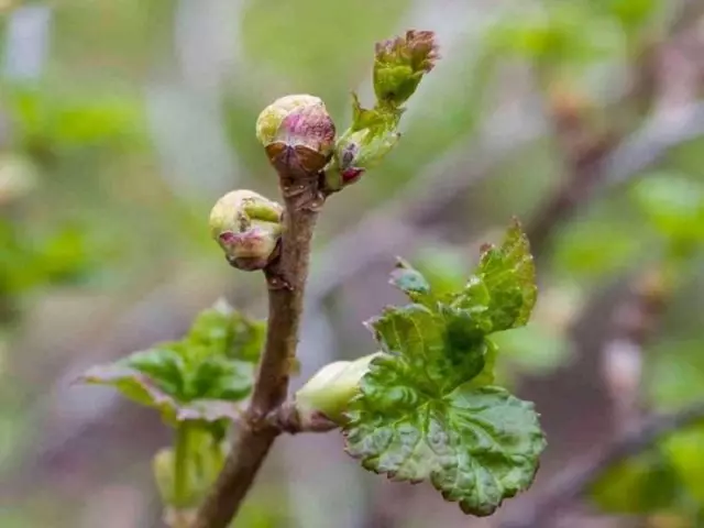 जब वसन्त मा currants र gooseberries मा उबलते पानी खन्याउन को लागी: किन खन्याउन, कसरी प्रक्रिया गर्न को लागी 12935_3