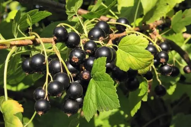 Coacăze negre Rezident de vară: descrierea varietății, fotografii, recenzii 12940_9