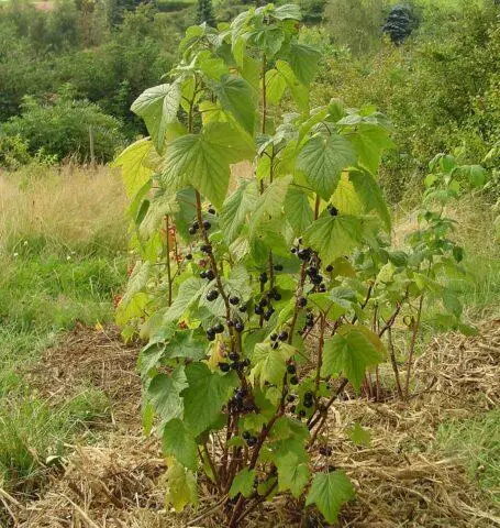 Heredera de grosella negra: descripción de la variedad, fotos, comentarios, características 12942_1