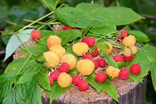 Raspberry remontantnaya: ụdị kacha mma nwere nkọwa na foto 12951_1