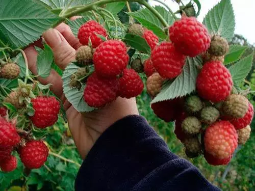 Raspberry remontantnaya: the best varieties with a description and photo 12951_10