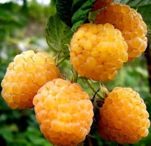 Raspberry remontantnaya: the best varieties with a description and photo 12951_11