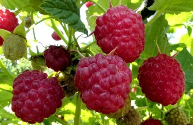 Raspberry remontantnaya: the best varieties with a description and photo 12951_2