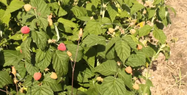 Raspberry remontantnaya: the best varieties with a description and photo 12951_3