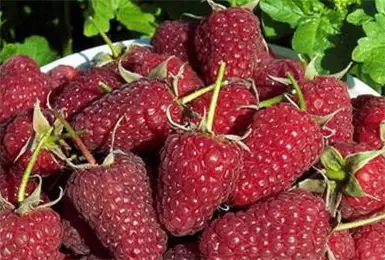 Raspberry remontantnaya: the best varieties with a description and photo 12951_6