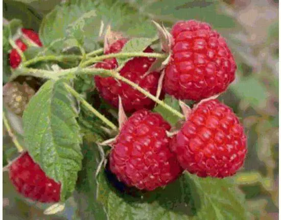 Raspberry remontantnaya: ụdị kacha mma nwere nkọwa na foto 12951_7