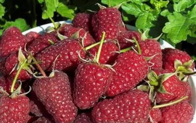 Raspberry remontantnaya: the best varieties with a description and photo 12951_8