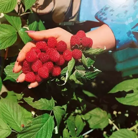 Ремонтантнаиа малина: најбоље сорте са описом и фотографијом 12951_9