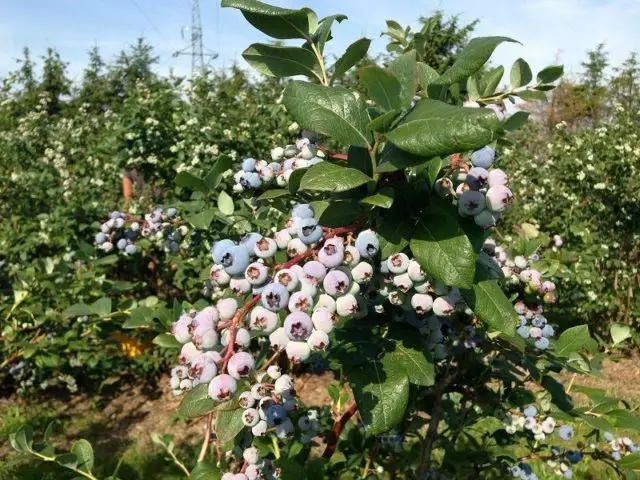 藍莓納爾遜（Nelson）：種植和護理，栽培 12957_3