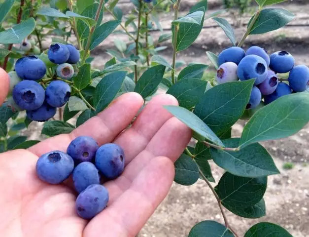 Blueberry Country (North Country, North Country): lajikekuvaus, valokuvat, arvostelut 12958_1