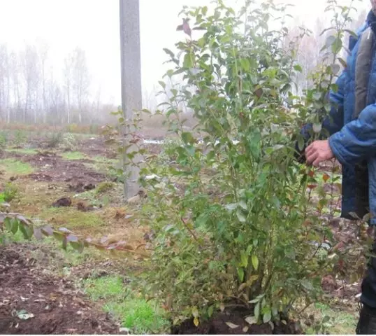 Blueberry Country (Βόρεια Χώρα, Βόρεια Χώρα): περιγραφή ποικιλίας, φωτογραφίες, κριτικές 12958_2