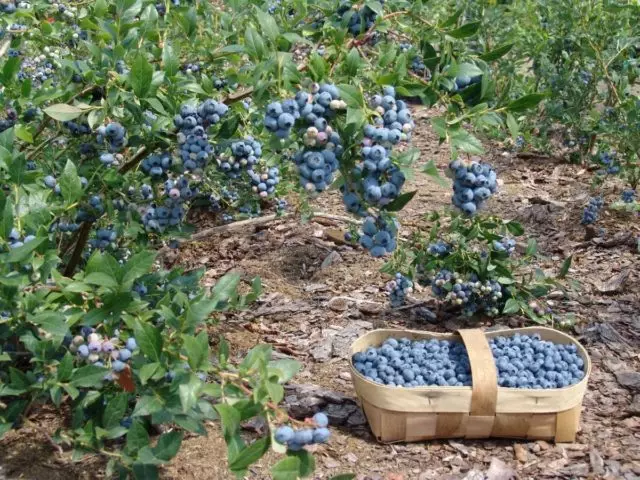 Blueberry Country (Βόρεια Χώρα, Βόρεια Χώρα): περιγραφή ποικιλίας, φωτογραφίες, κριτικές 12958_5