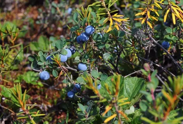 Bloubessies: plant en versorg in die Moskou -streek in die oop veld, resensies, waar dit groei, wanneer en hoe om te plant, hoe om te groei, wanneer dit ryp word 12959_1