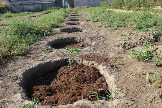 Blåbær: plantning og pleje i Moskva -regionen på det åbne felt, anmeldelser, hvor den vokser, hvornår og hvordan man planter, hvordan man vokser, når den modnes 12959_3