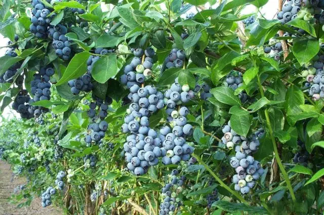 Bloubessies: plant en versorg in die Moskou -streek in die oop veld, resensies, waar dit groei, wanneer en hoe om te plant, hoe om te groei, wanneer dit ryp word 12959_4