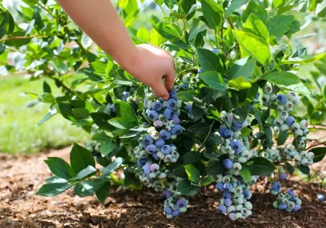 Blueberry: melak sareng ngurus di daérah Moskow di lapangan, ulasan, dimana éta tumuh, iraha sareng kumaha melak, kumaha tumuh, nalika asak 12959_5