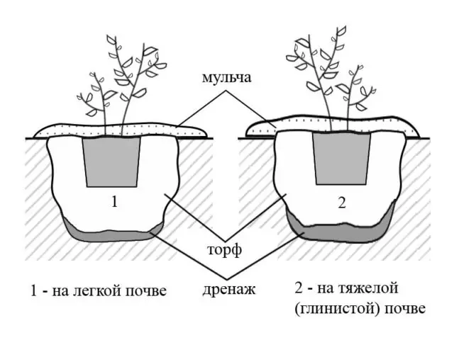 Blueberry Blurey (Blue Ray, Blue Ray): malongosoledwe osiyanasiyana, kuwunika, kubzala ndi kusamalira, kulima 12961_3