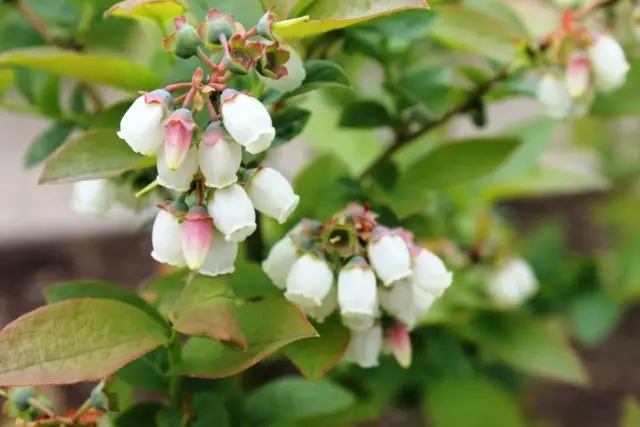 Blueberry Blurey (Blue Ray, Blue Ray): sortbeskrivelse, anmeldelser, planting og omsorg, dyrking 12961_4