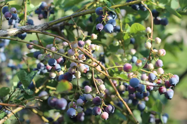 Blueberry Blurey (Blue Ray, Blue Ray): deskripsi varietas, ulasan, penanaman dan perawatan, budidaya 12961_6