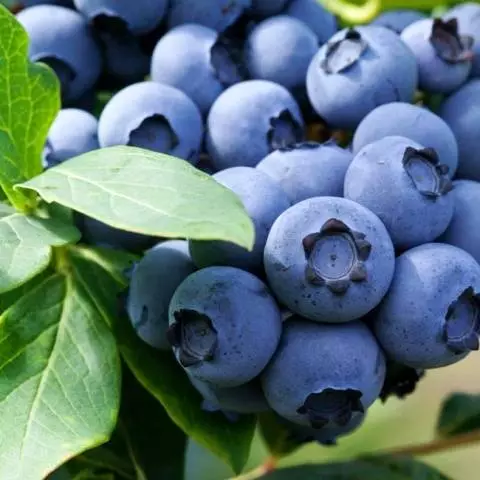 Blueberry Liberty: xilma -xillik tavsifi, fotosuratlar, sharhlar 12964_1