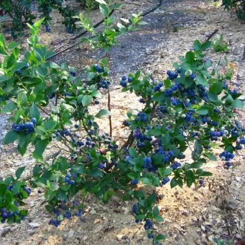 Blueberry Liberty: përshkrimi i shumëllojshmërisë, fotot, rishikimet 12964_6