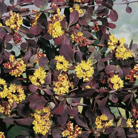 Barberry Thunberg 