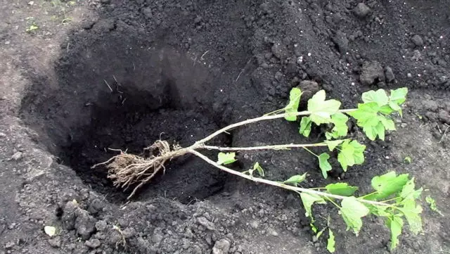 Како да се пропагираат рибизли со сечи во лето во август, во пролет: црна, црвена 12973_5