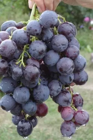 Uvas cardeais: descrição da variedade, fotos, comentários 12974_1