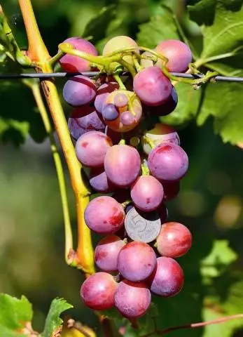 Cardinal grapes: variety description, photos, reviews 12974_3