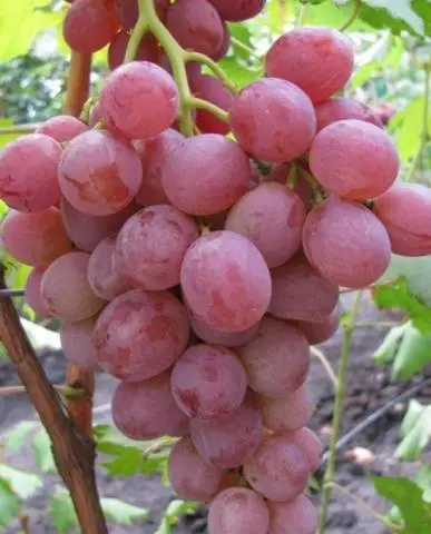 Table grape varieties: photo and description 12981_11