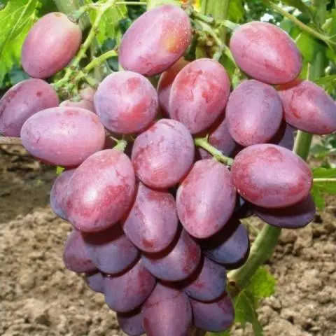 Table grape varieties: photo and description 12981_12