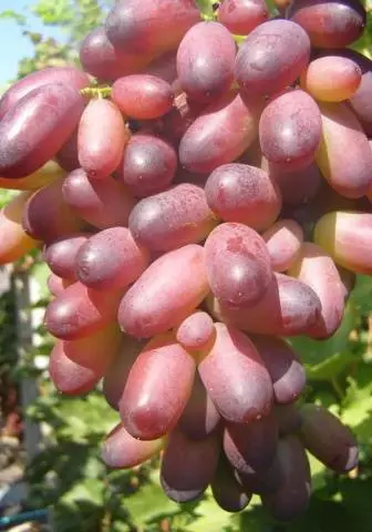 Table grape varieties: photo and description 12981_13