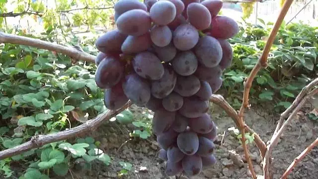 Table grape varieties: photo and description 12981_14