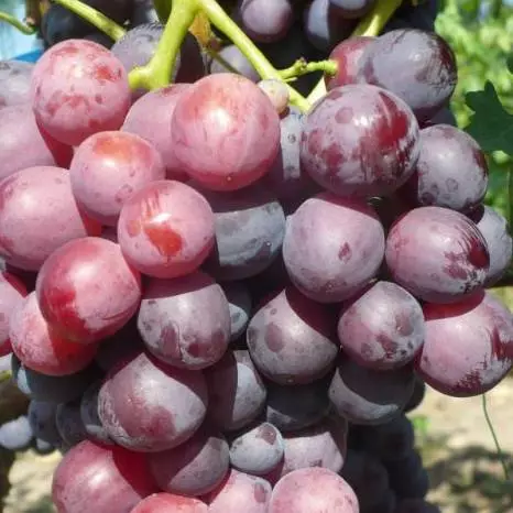 Table grape varieties: photo and description 12981_15